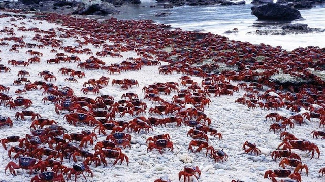 INSTITUTO DE BIOLOGIA & INGENIERIA DE ECOSISTEMAS: ANNUAL RED CRAB ...